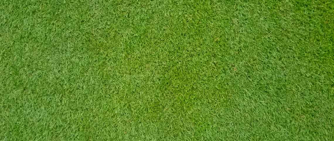 Bermudagrass Lawn Guide for Northwest Arkansas | Natural State Pest Control