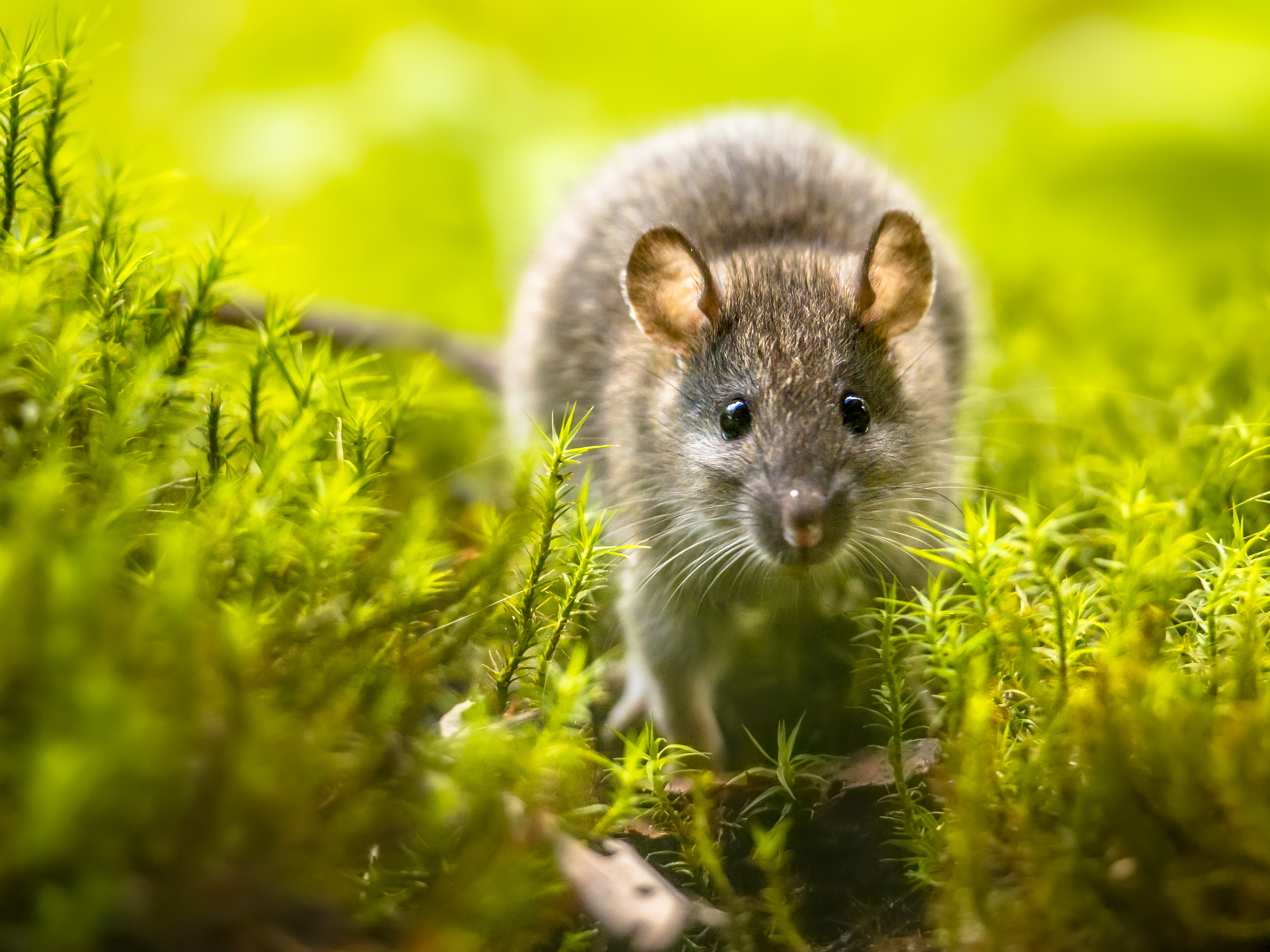 Rats in Arkansas: Why They Invade Homes in Summer & How to Stop Them