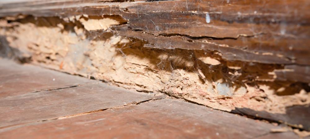 Unseen Damage: How Pests Harm More than Just Your Home | Natural State ...