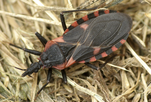 Close the Kissing Booths: Kissing Bugs in Arkansas | Natural State Pest ...