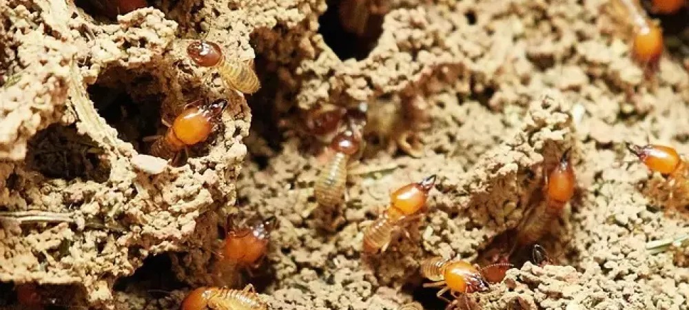 Guide to Identifying Termites in Arkansas | Natural State Pest & Lawn